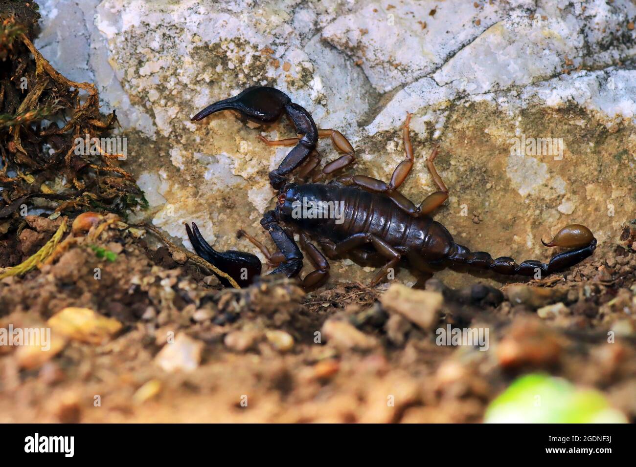 Insecte venimeux europe Banque de photographies et d’images à haute ...