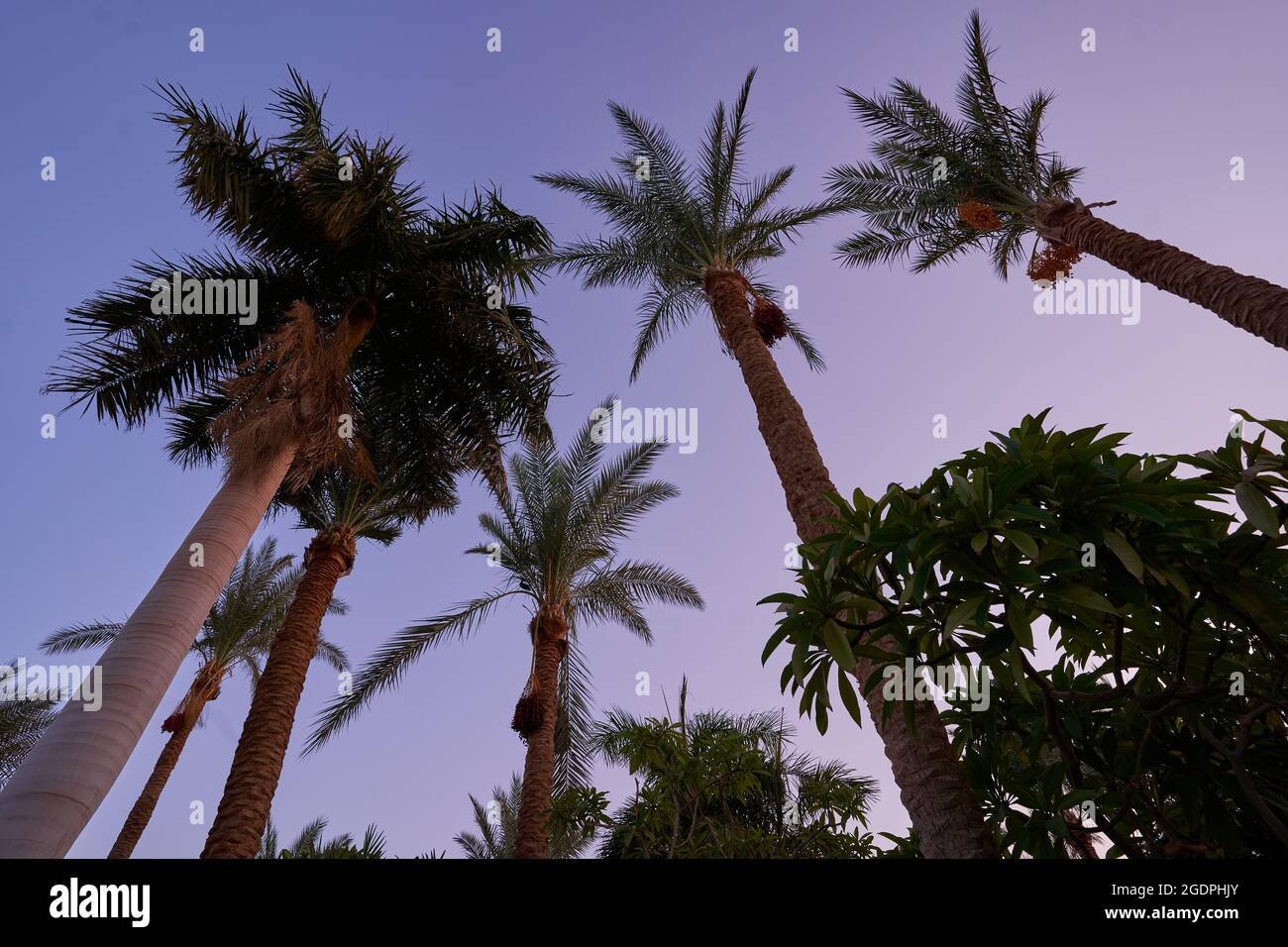 Palmiers dattiers. Palmiers sur la côte de la péninsule du Sinaï. Datte ...