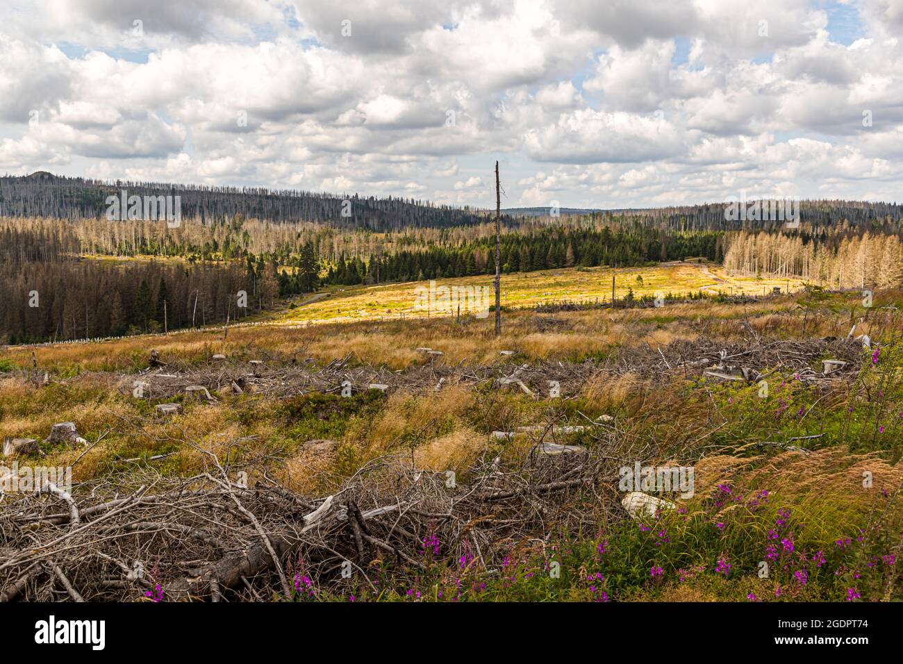 Forêt de feuillus nordique Banque de photographies et d’images à haute ...
