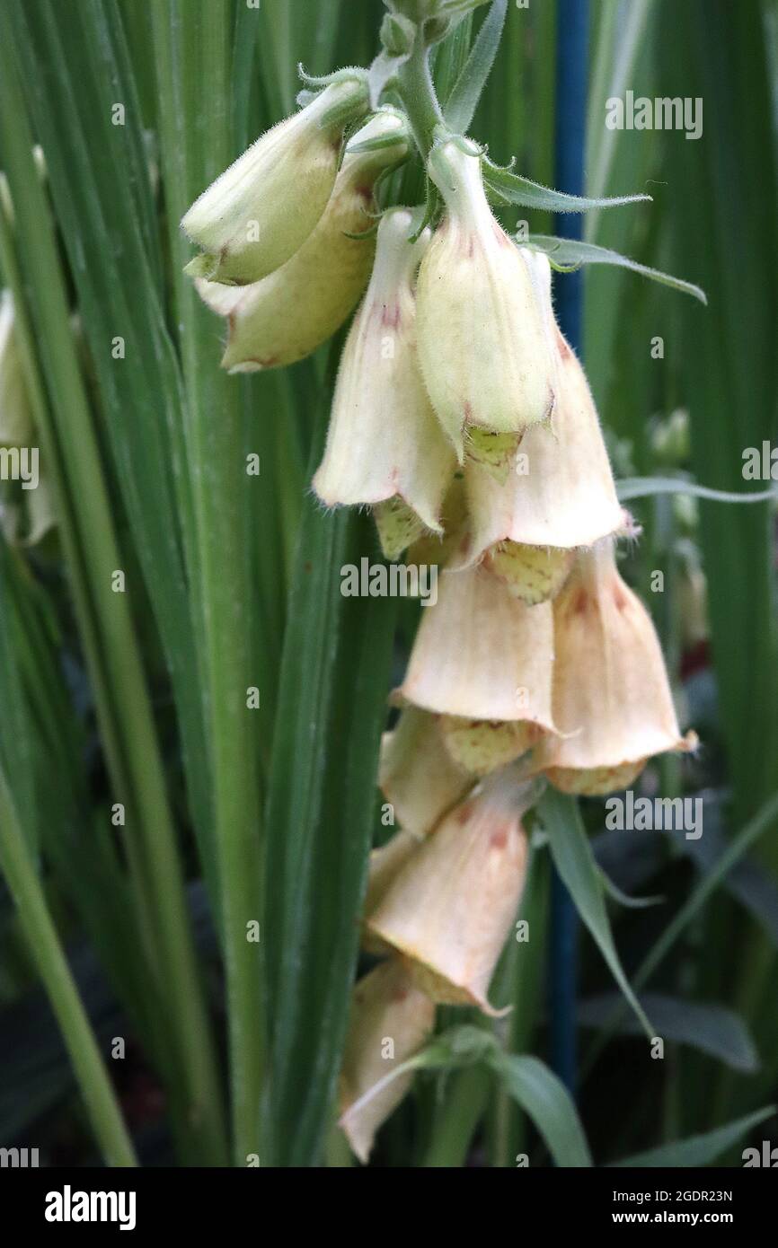 Fleurs en forme de clochette orange Banque de photographies et d’images ...