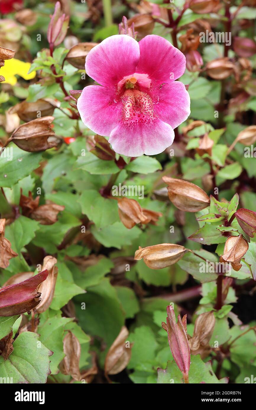 Mimulus luteus magie mixte Banque de photographies et d’images à haute ...