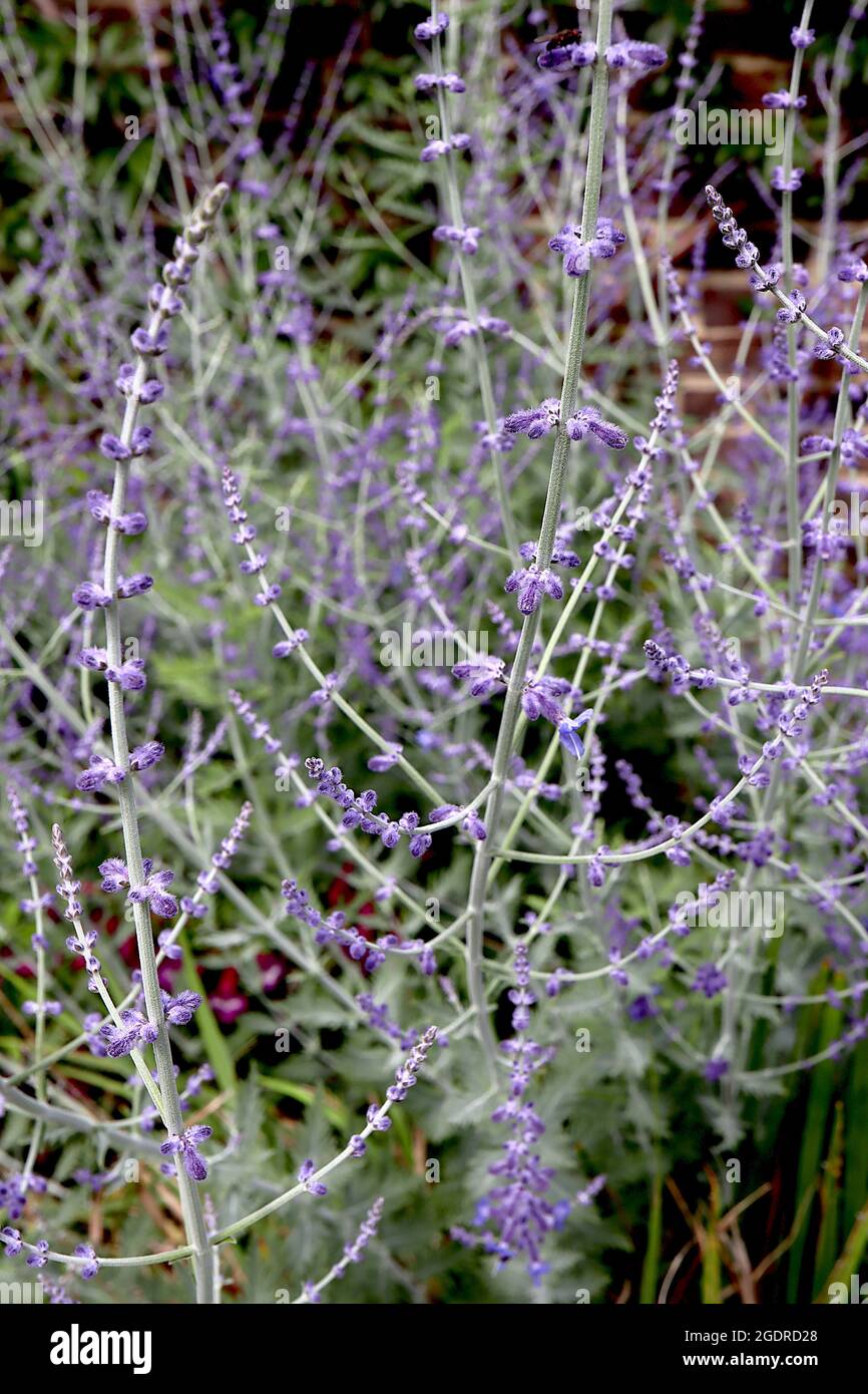 Russian sage perovskia atriplicifolia Banque de photographies et d ...