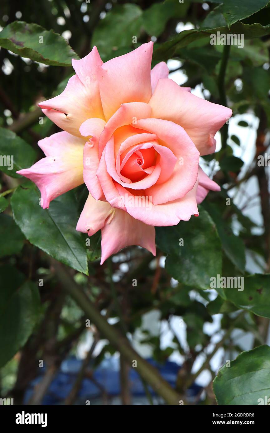 Rosa gloria dei Banque de photographies et d’images à haute résolution ...