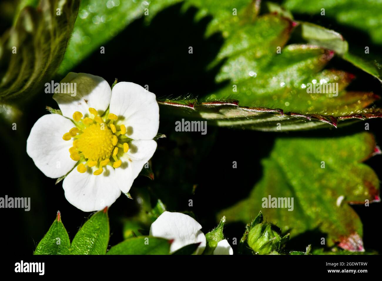 Fleurs blanches du fraisier Banque de photographies et d’images à haute ...