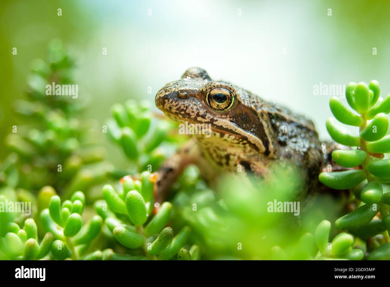 Petite grenouille mignonne Banque de photographies et d’images à haute ...
