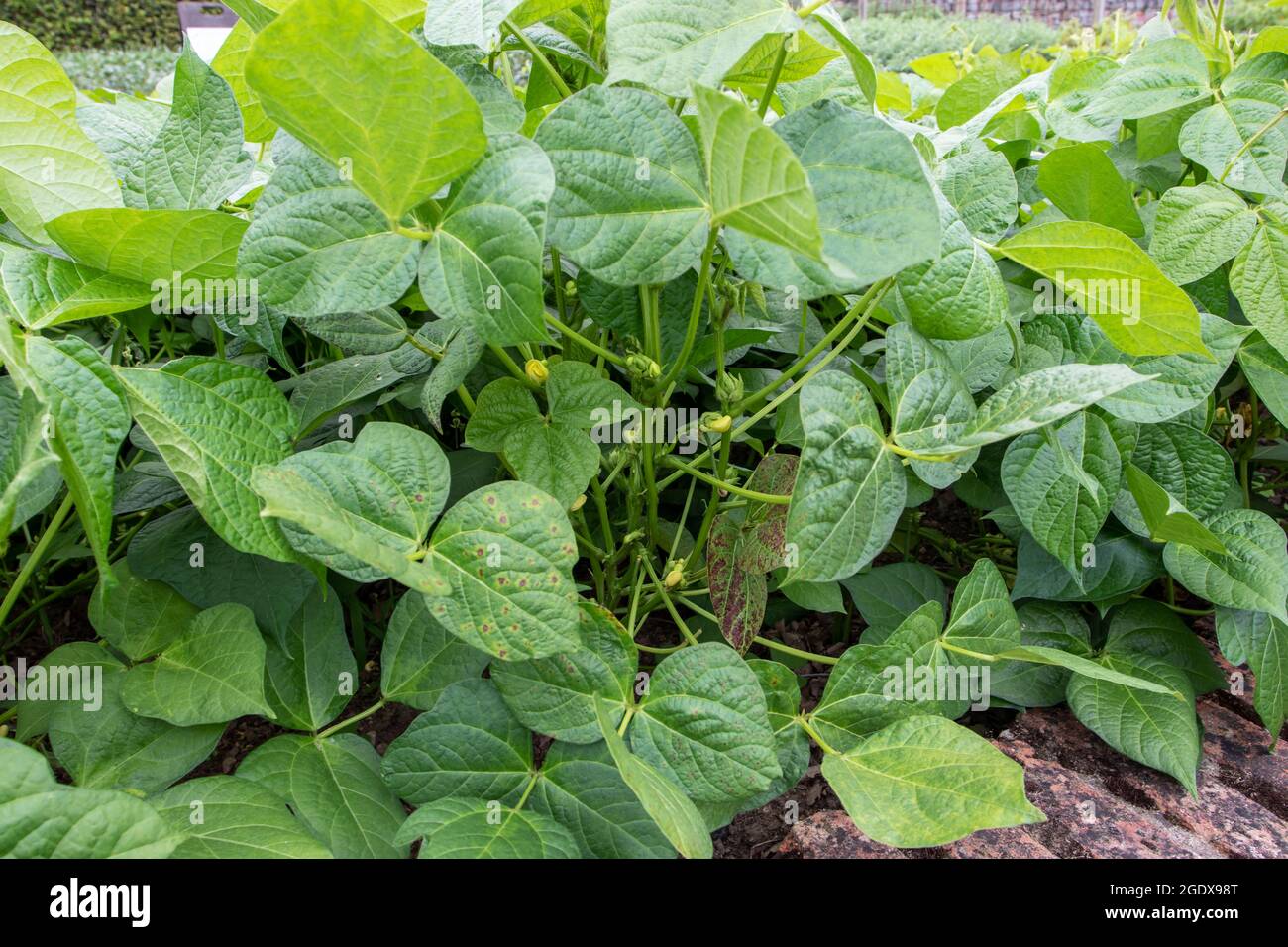 Haricot azuki haricot adzuki vigna angularis Banque de photographies et ...