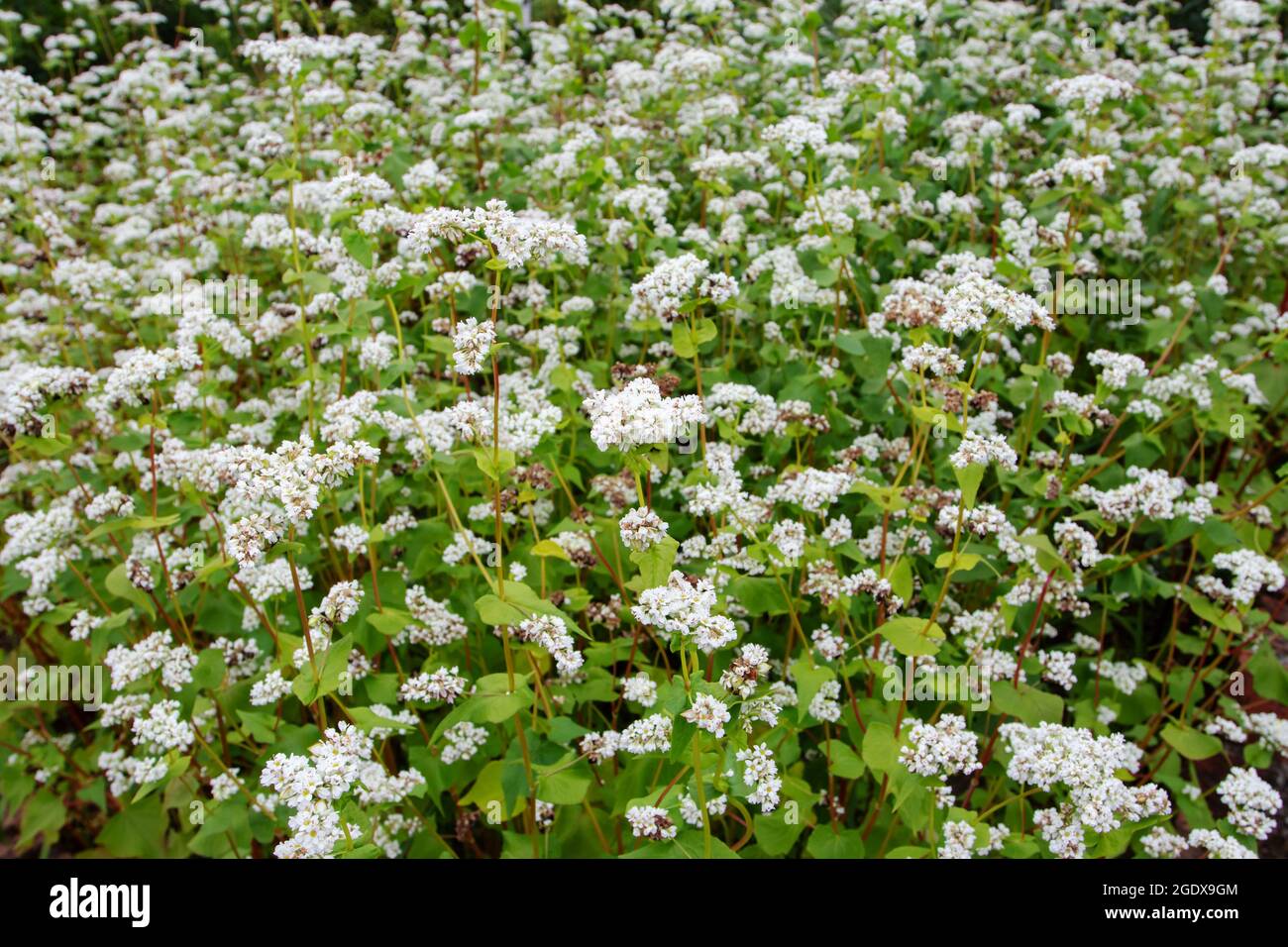 Sarrasin en fleurs Banque de photographies et d’images à haute ...
