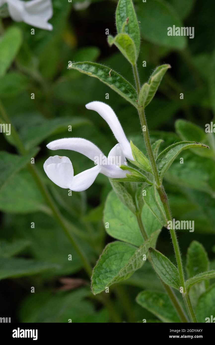 Salvia blanche Banque de photographies et d’images à haute résolution ...