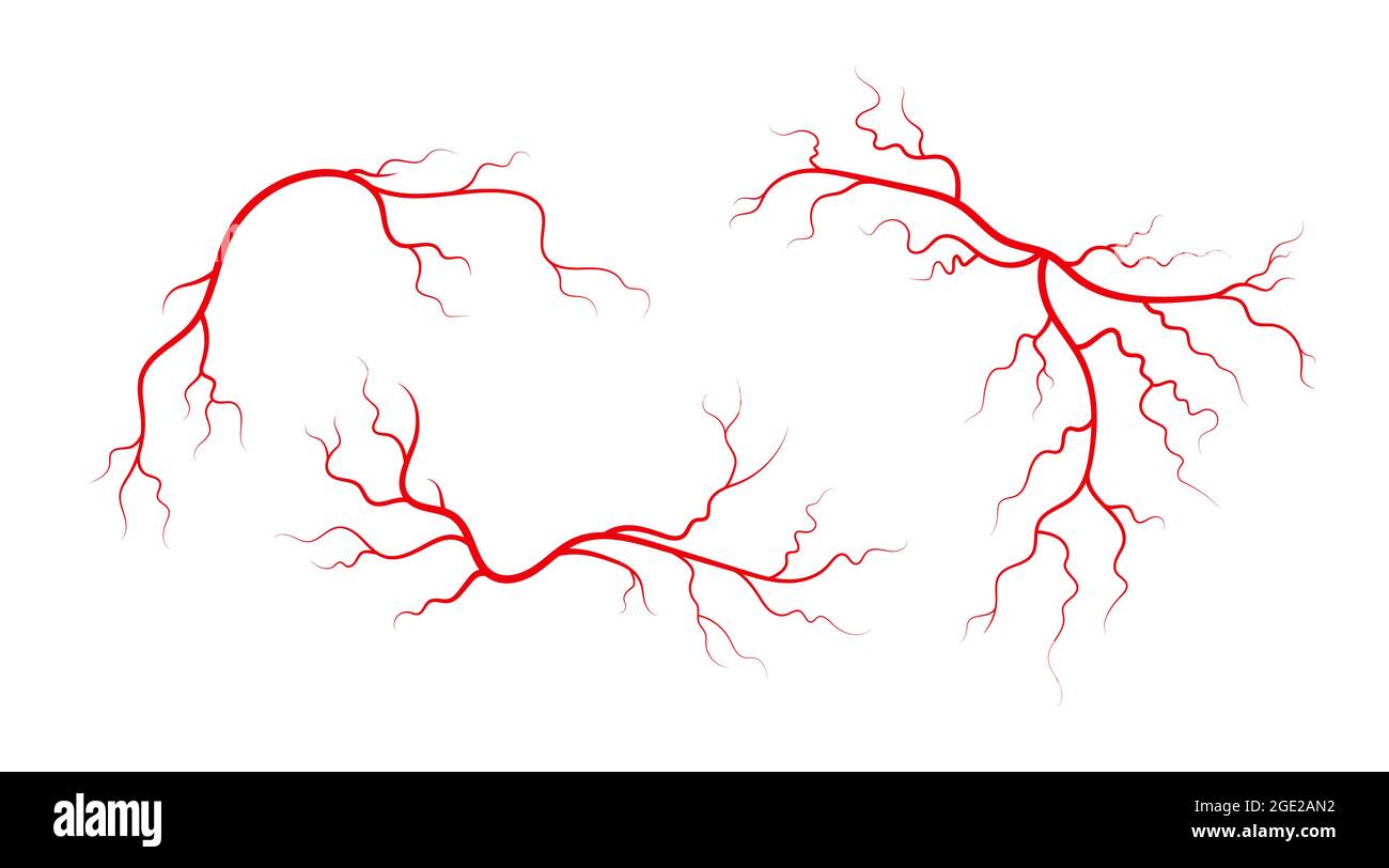 Ensemble de veines et d'artères humaines. Vaisseaux sanguins et ...