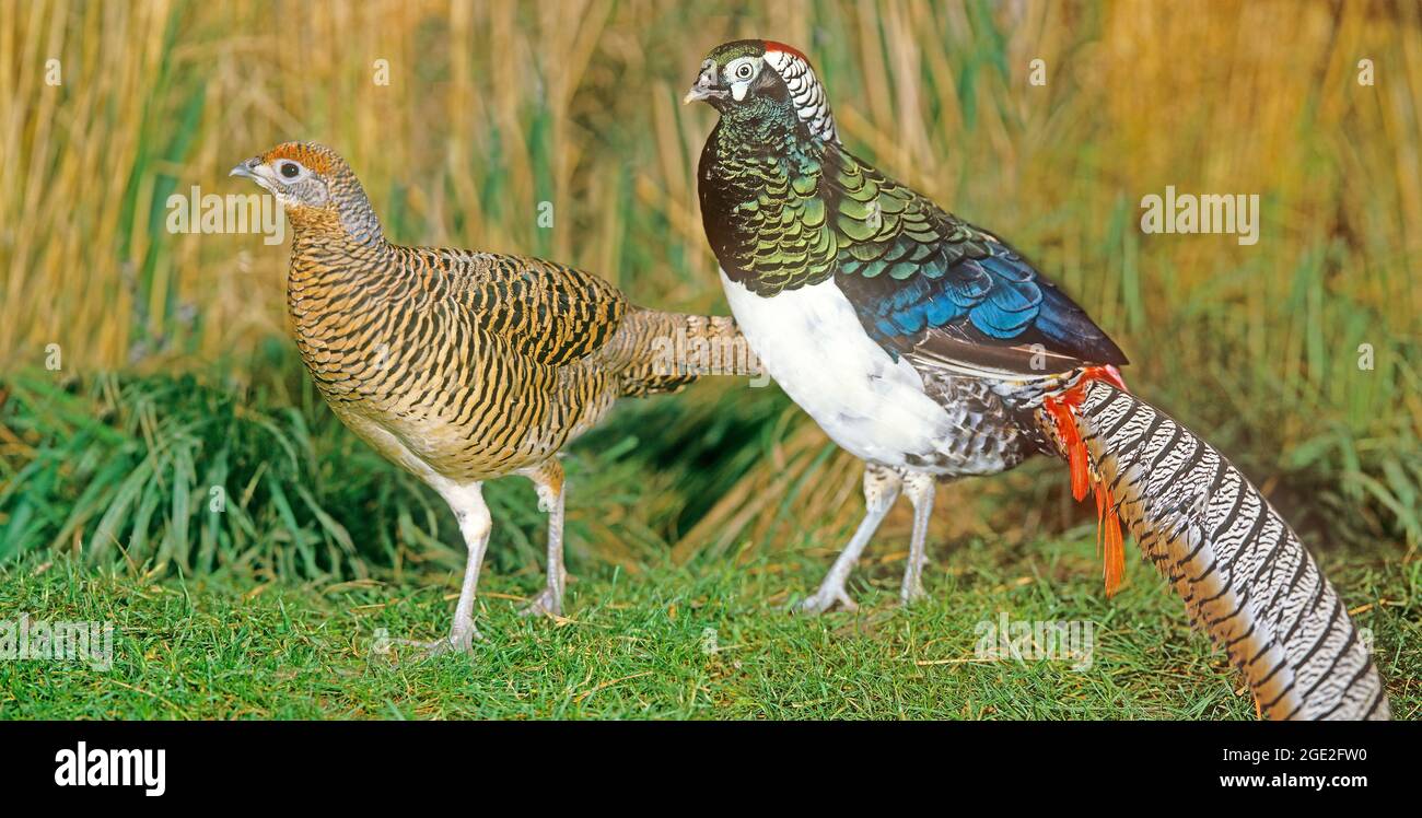 Couple de faisan Banque de photographies et d’images à haute résolution ...