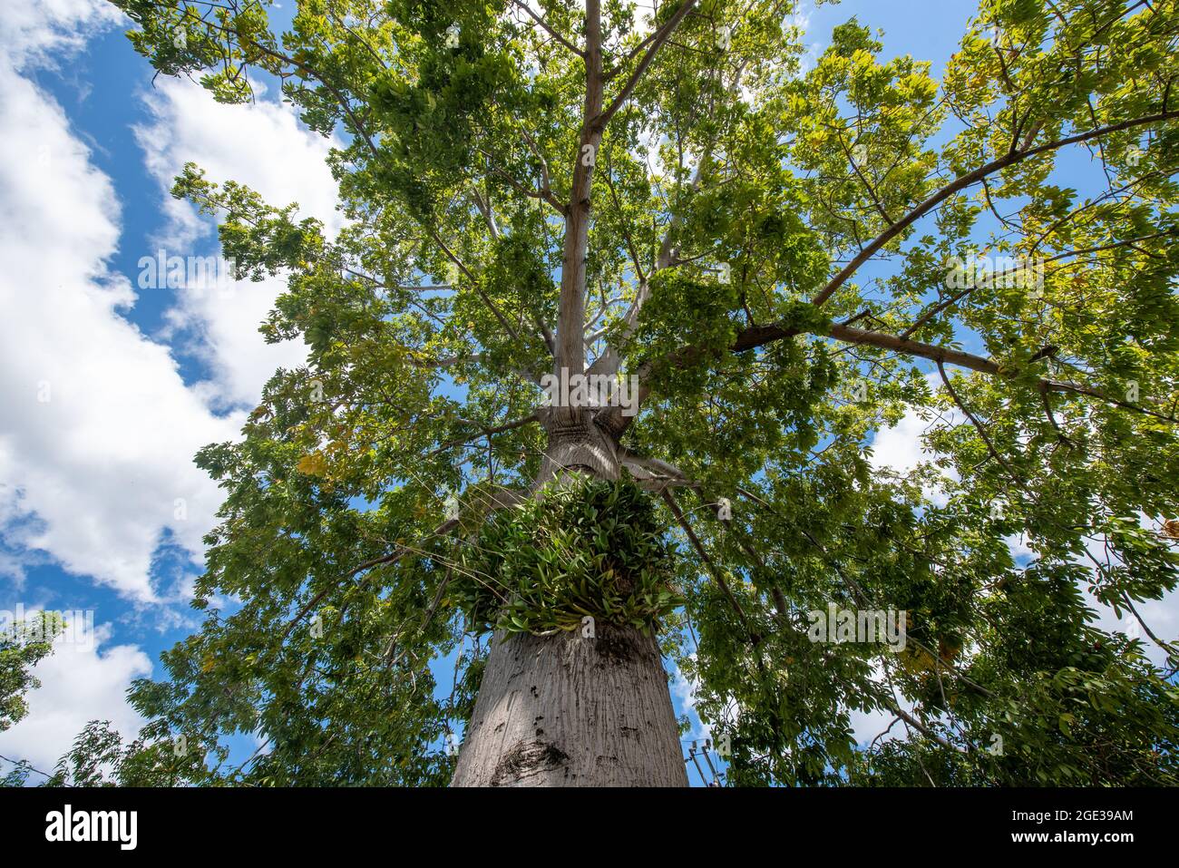Ceiba tree Banque de photographies et d’images à haute résolution - Alamy