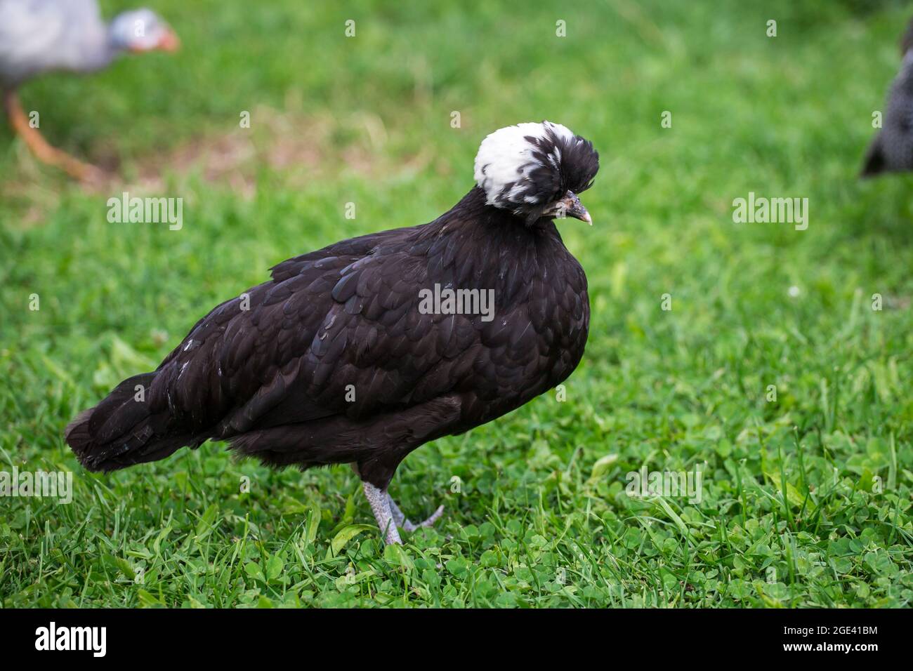 La poule de pays Banque de photographies et d’images à haute résolution ...