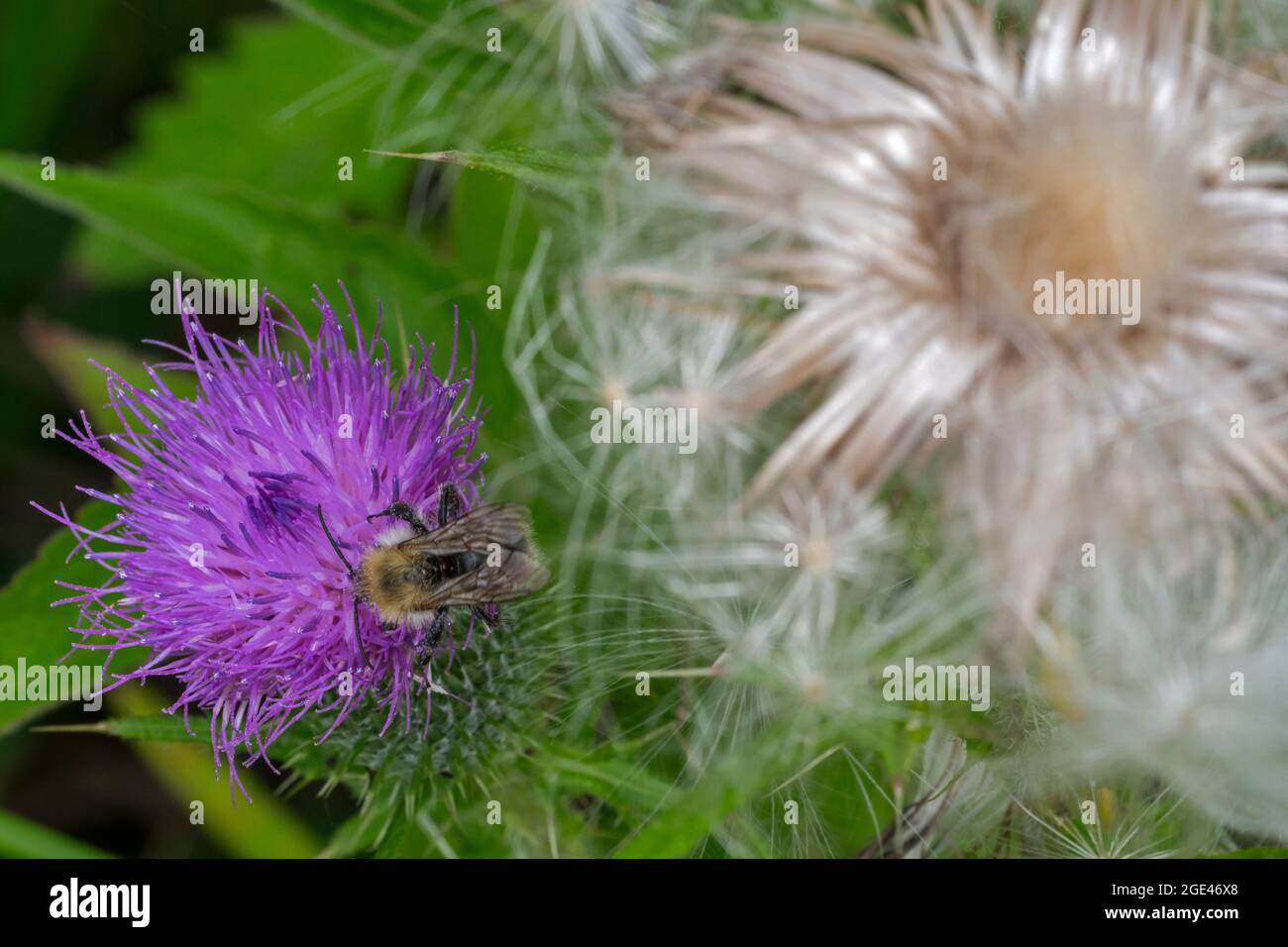 Cirsium lanceolatum Banque de photographies et d’images à haute ...