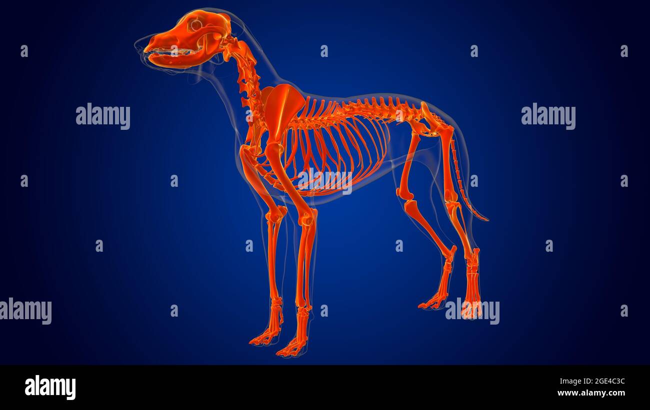 Anatomie chien 3d Banque de photographies et d’images à haute ...