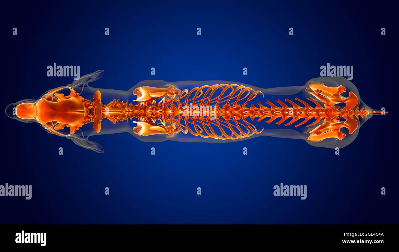 Squelette de chien Anatomy for Medical concept 3D Illustration Photo ...