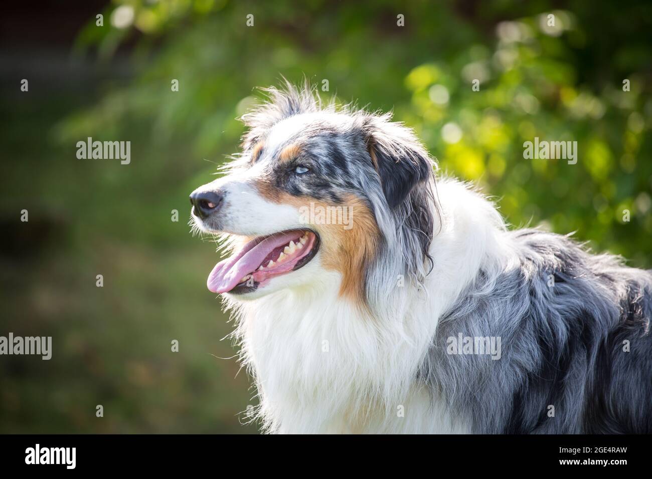 Blue merle australian shepherd dog Banque de photographies et d’images ...
