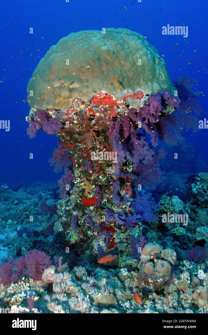 Bloc de corail de coraux pierreux (Scleractinia) sous forme de ...