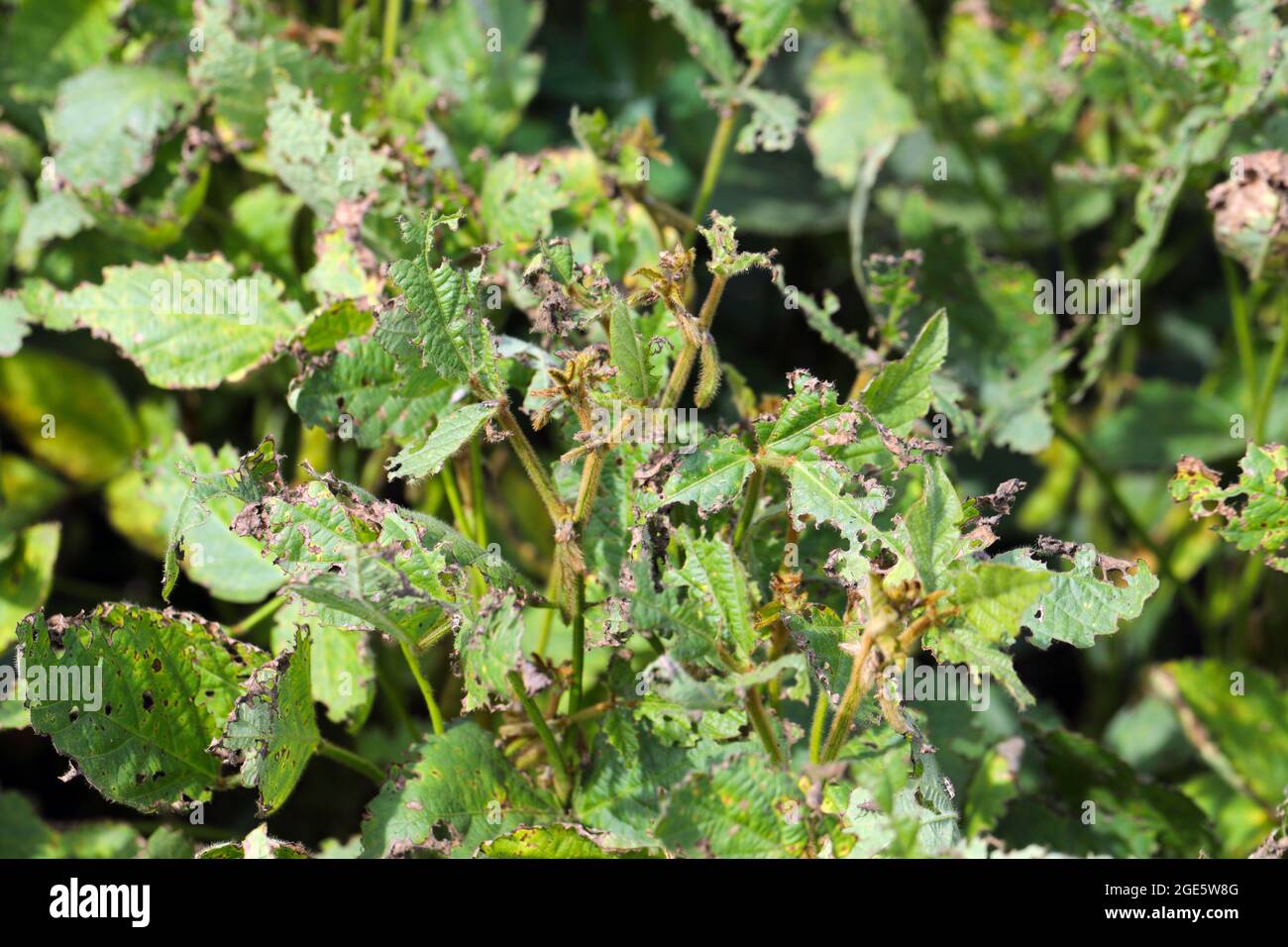 Les plants de soja endommagés par le dendroctone du lupin - Charagmus ...