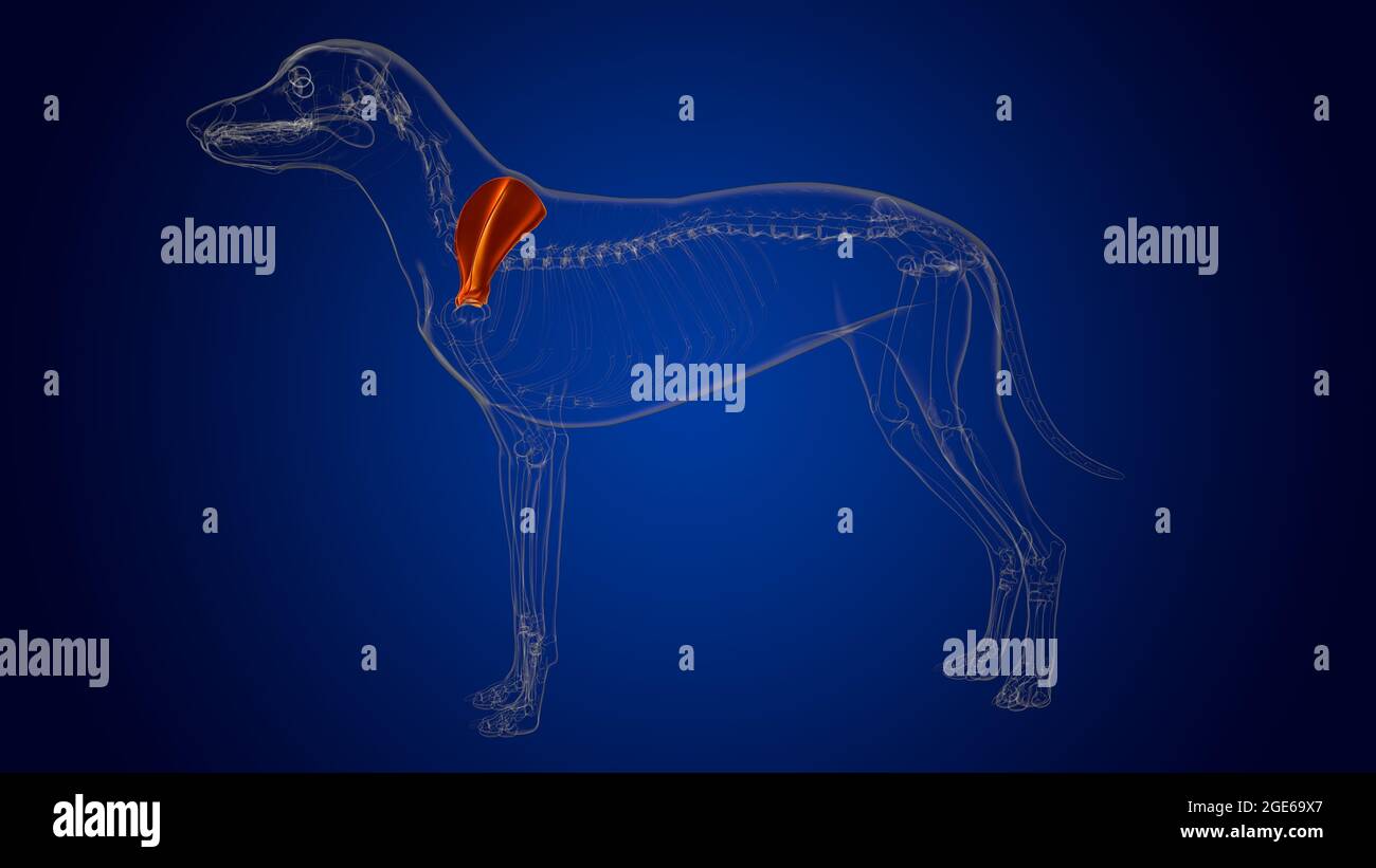 Scapula os squelette de chien Anatomy for Medical concept 3D ...
