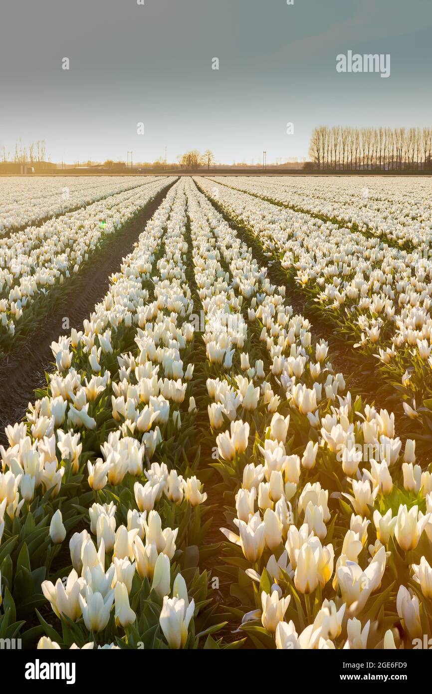 Champ de tulipes dans le bollenstreek Banque de photographies et d ...