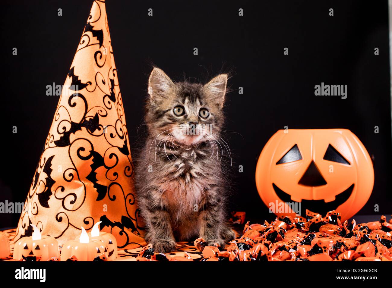 Witchs cat Banque de photographies et d’images à haute résolution - Alamy