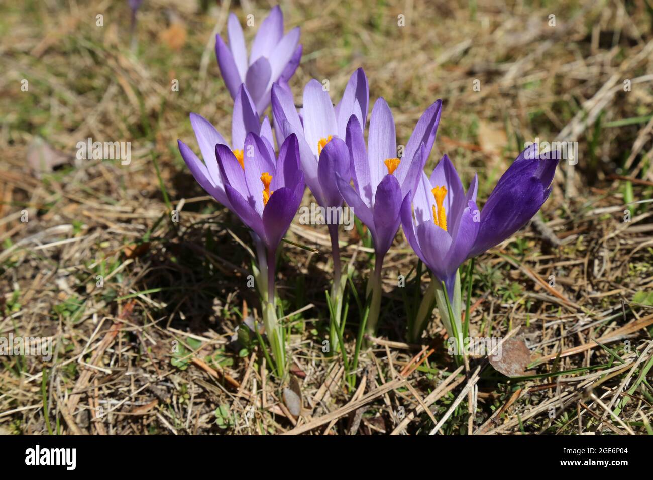 Crocus veluchensis Banque de photographies et d’images à haute ...