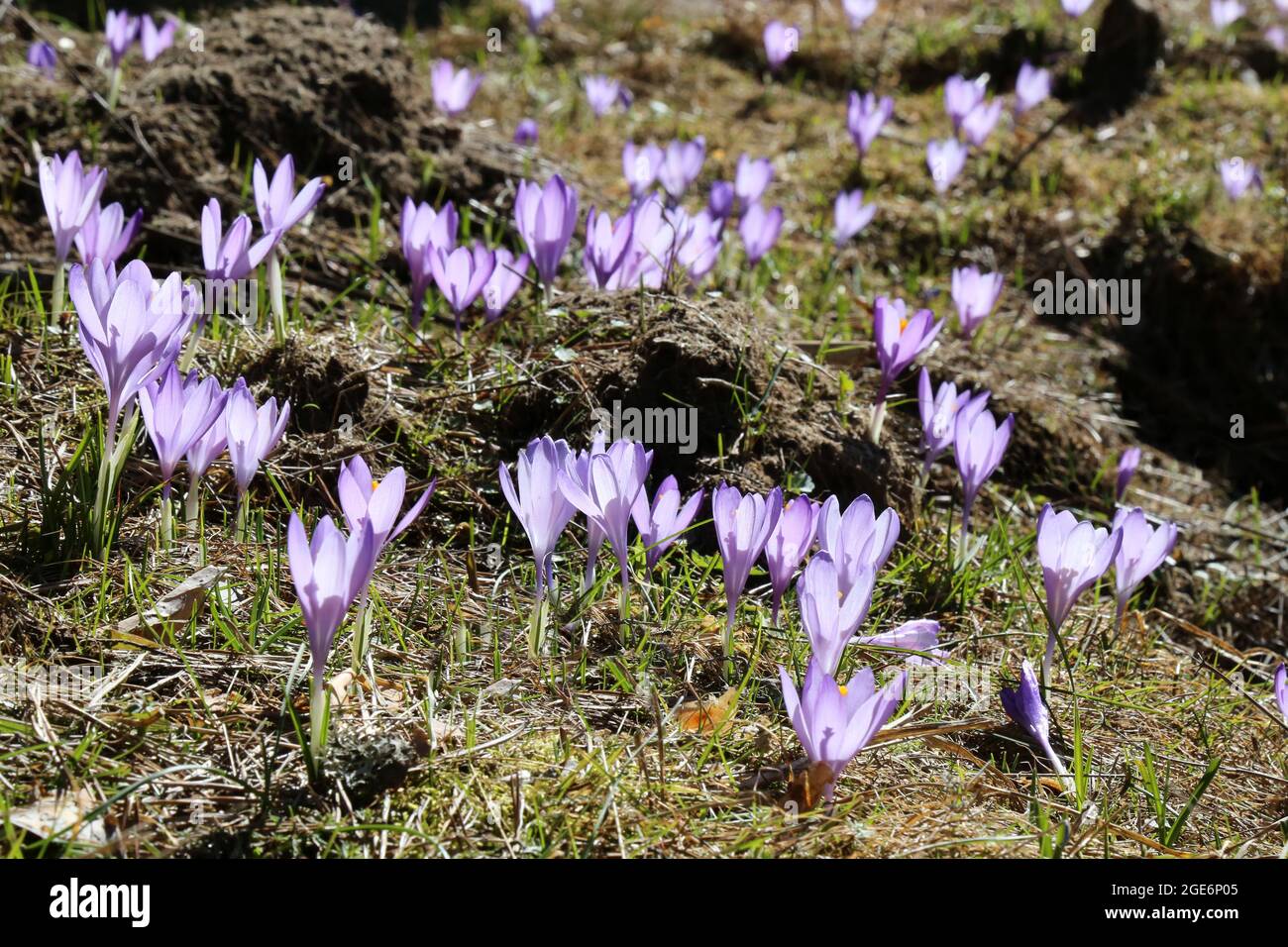 Crocus veluchensis Banque de photographies et d’images à haute ...