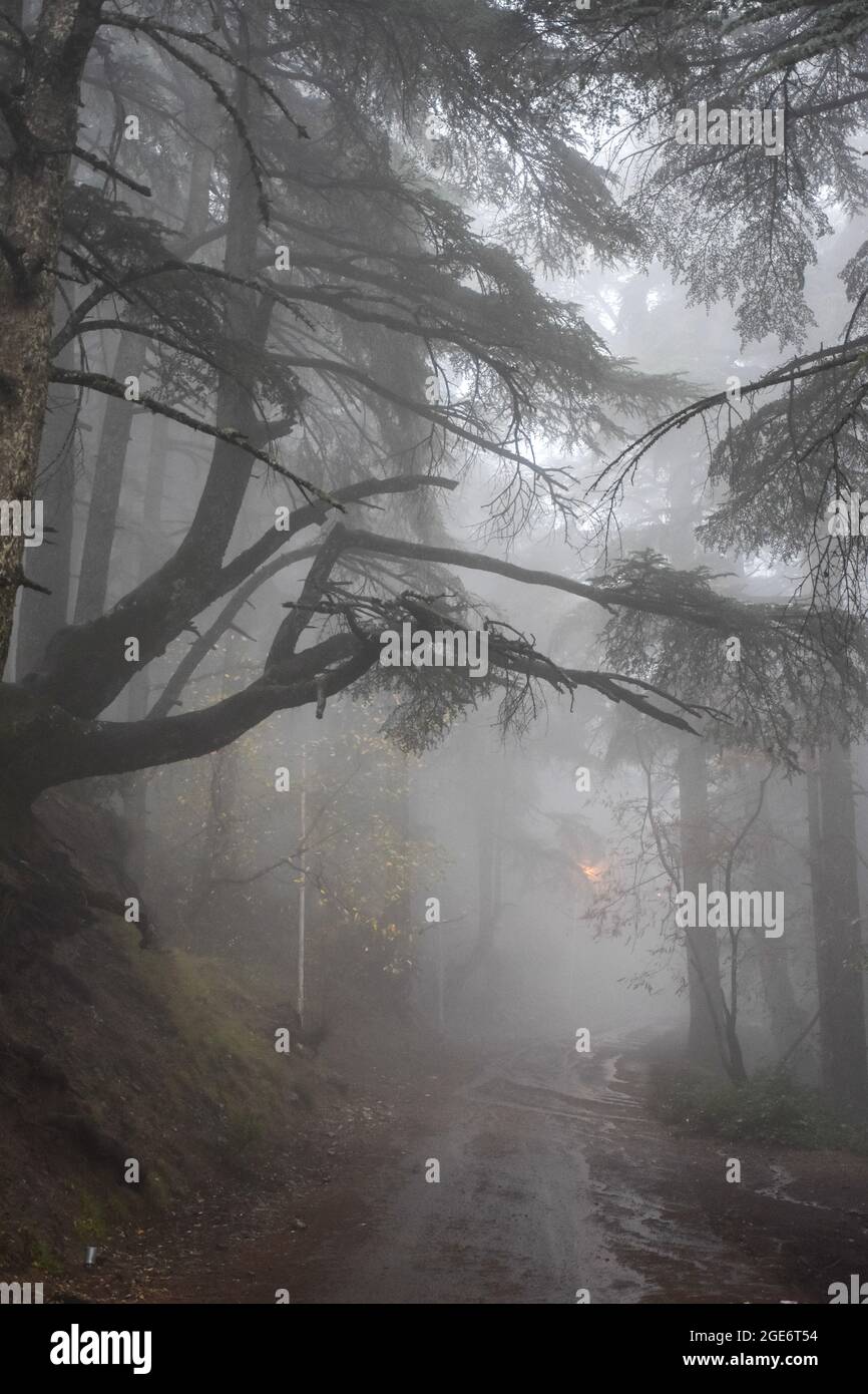 Parc national de chrea Banque de photographies et d’images à haute ...