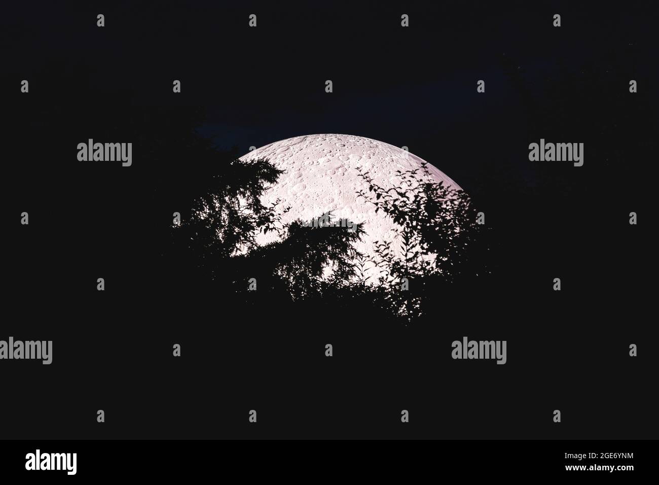 Arbre astrologie Banque de photographies et d’images à haute résolution ...