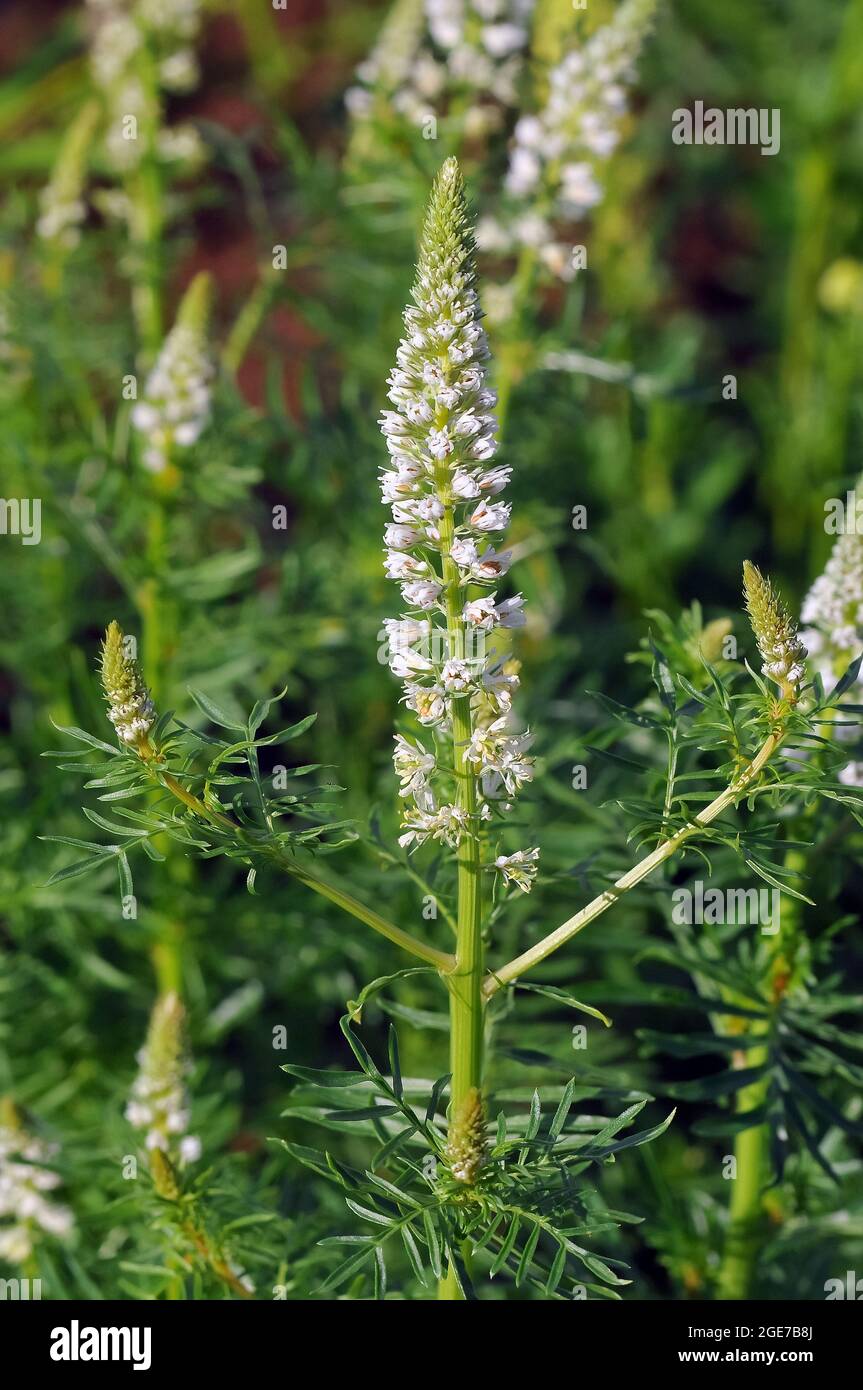 Mignonette Blanche Banque D image Et Photos Alamy mignonette-blanche-banque-d-image-et-photos-alamy