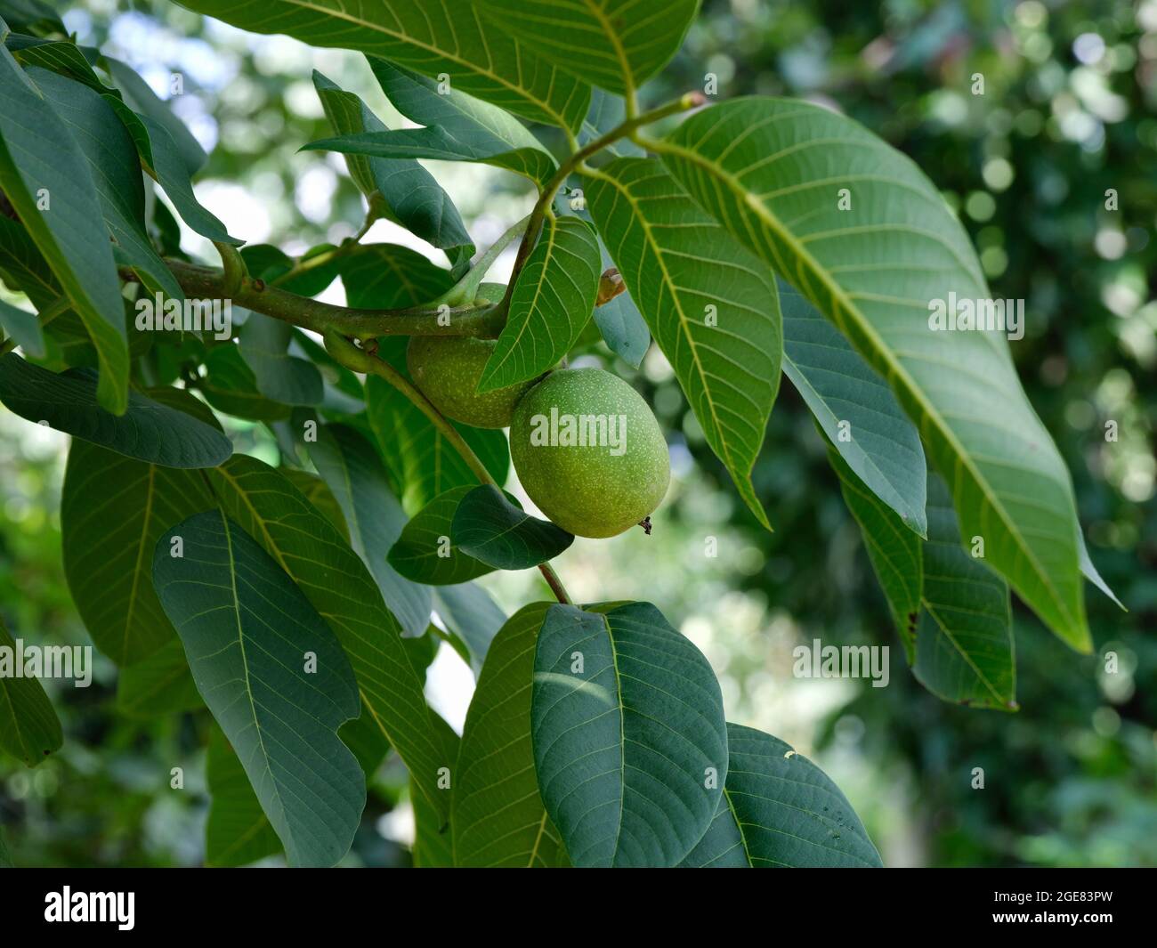 Noix qui poussent sur un arbre Banque de photographies et d’images à ...