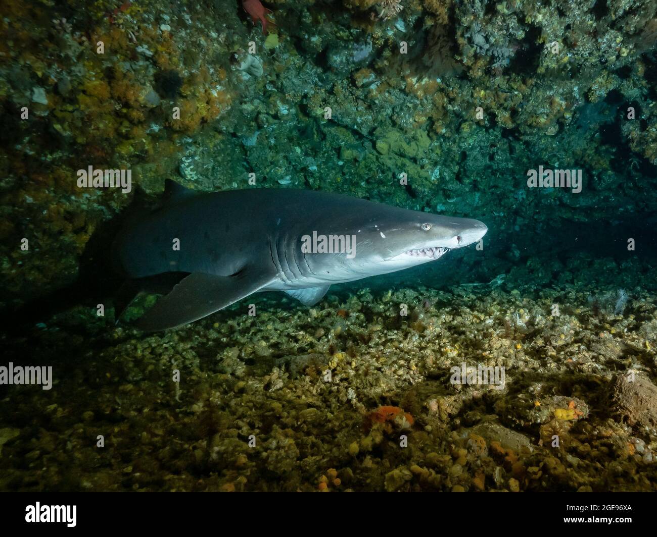 Requin dans la grotte Banque de photographies et d’images à haute ...