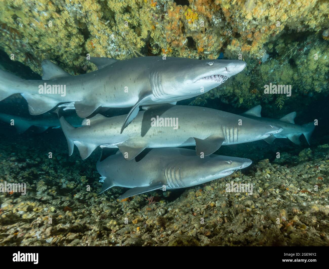 Requin dans la grotte Banque de photographies et d’images à haute ...