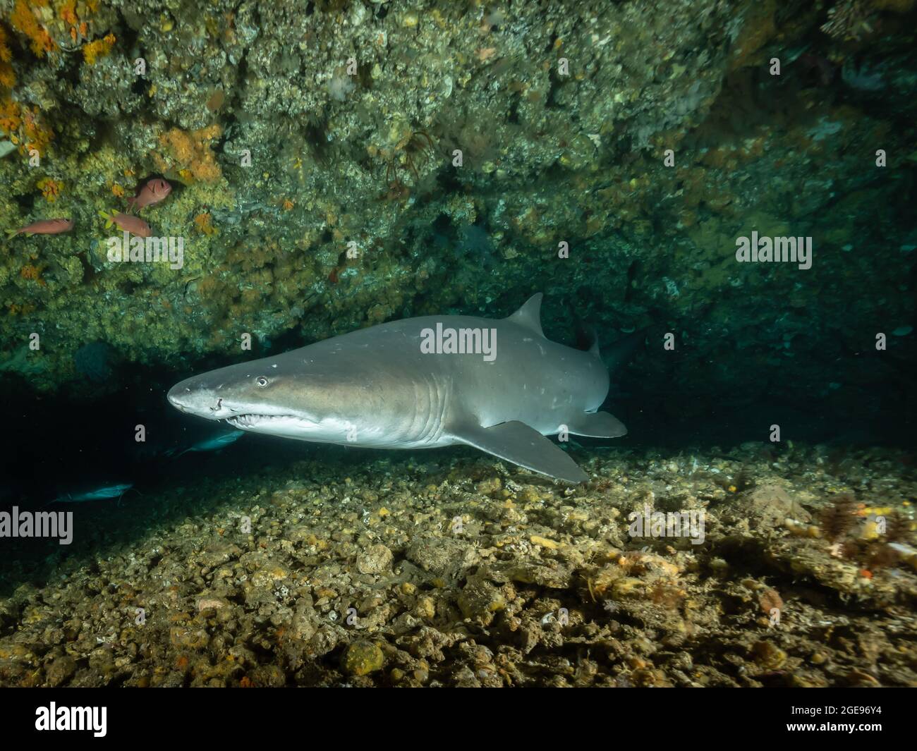 Espèces de requins Banque de photographies et d’images à haute ...
