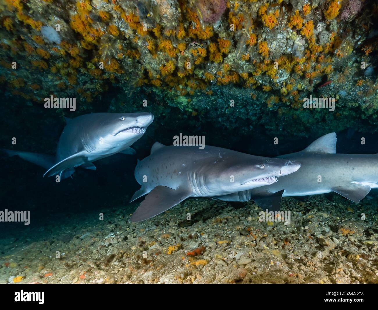 Requin dans la grotte Banque de photographies et d’images à haute résolution - Alamy