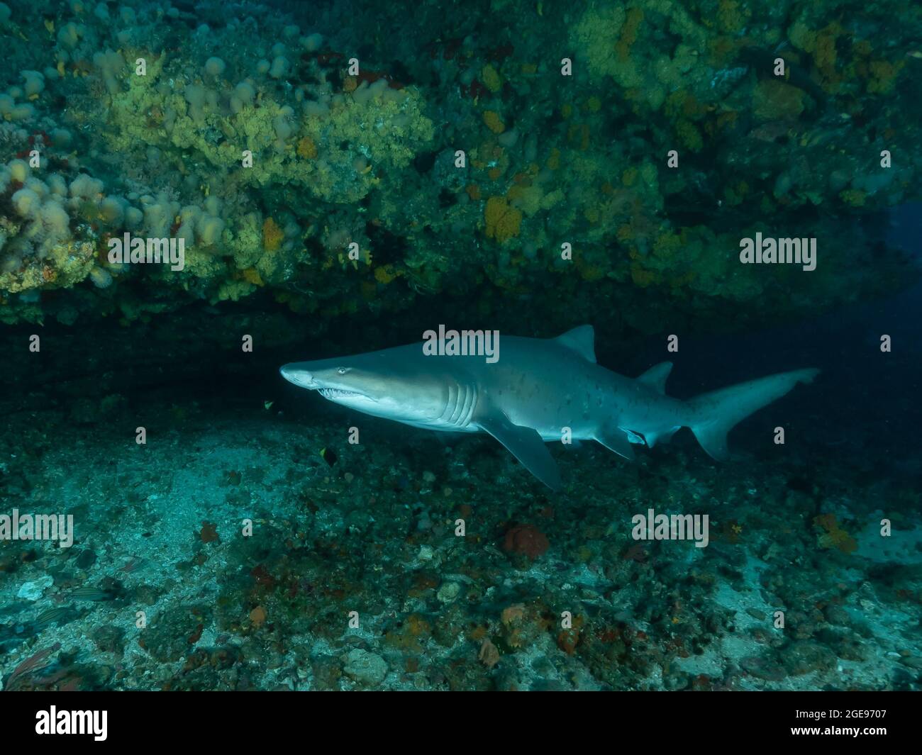 Requin dans la grotte Banque de photographies et d’images à haute ...