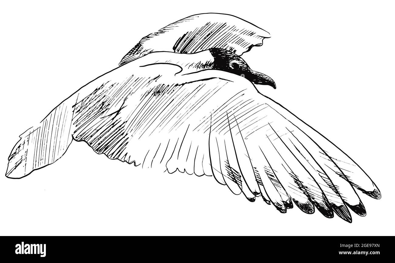 Oiseau qui vole dessin Banque de photographies et d’images à haute ...