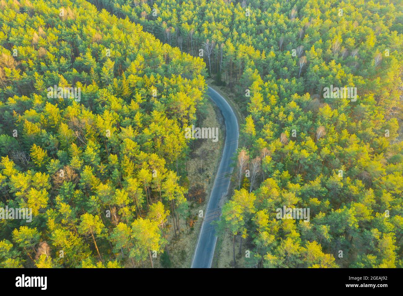 Une route sinueuse, asphaltée à travers une forêt de conifères, vue d ...