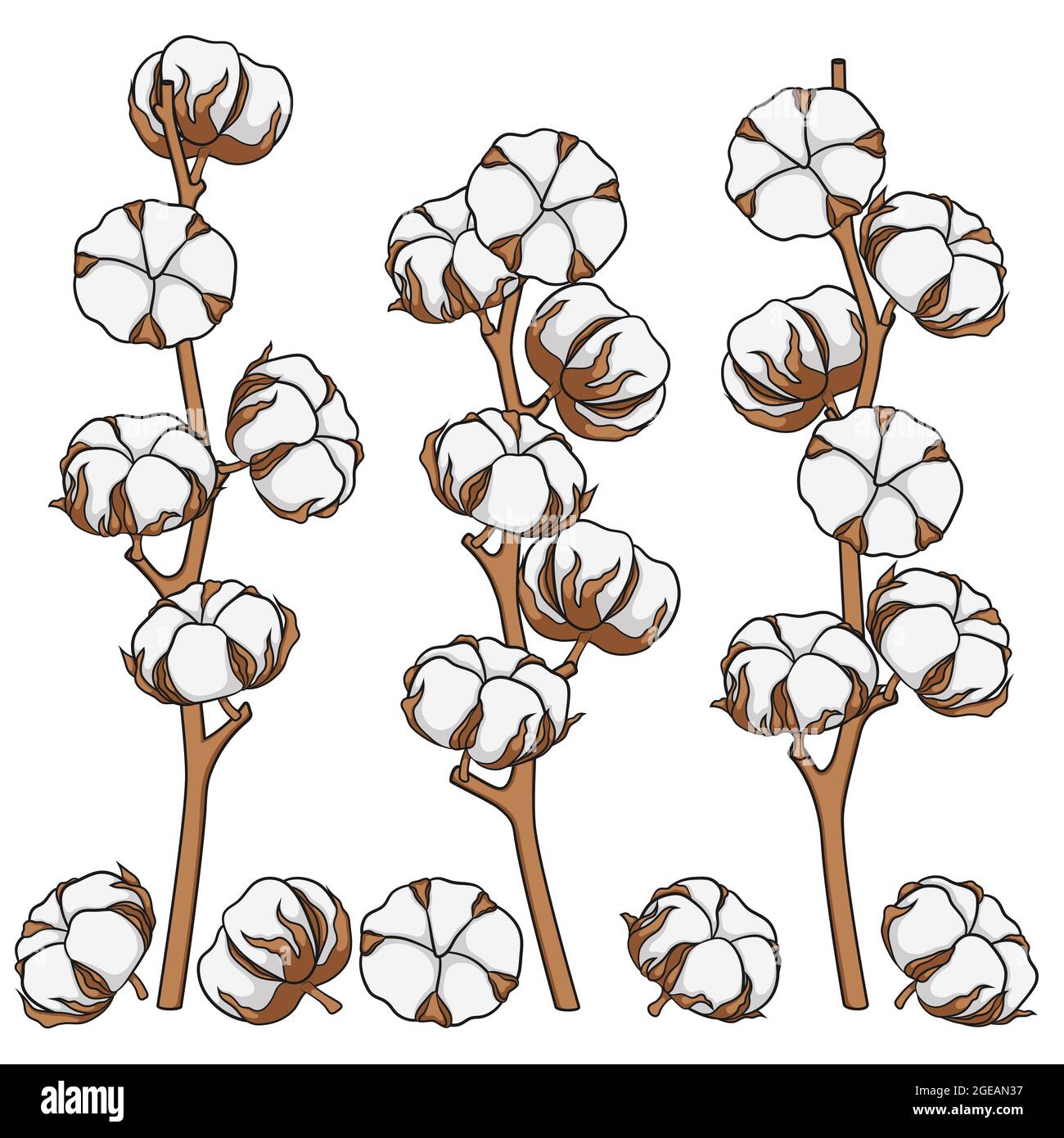 Dessin fleur de coton Banque de photographies et d’images à haute ...