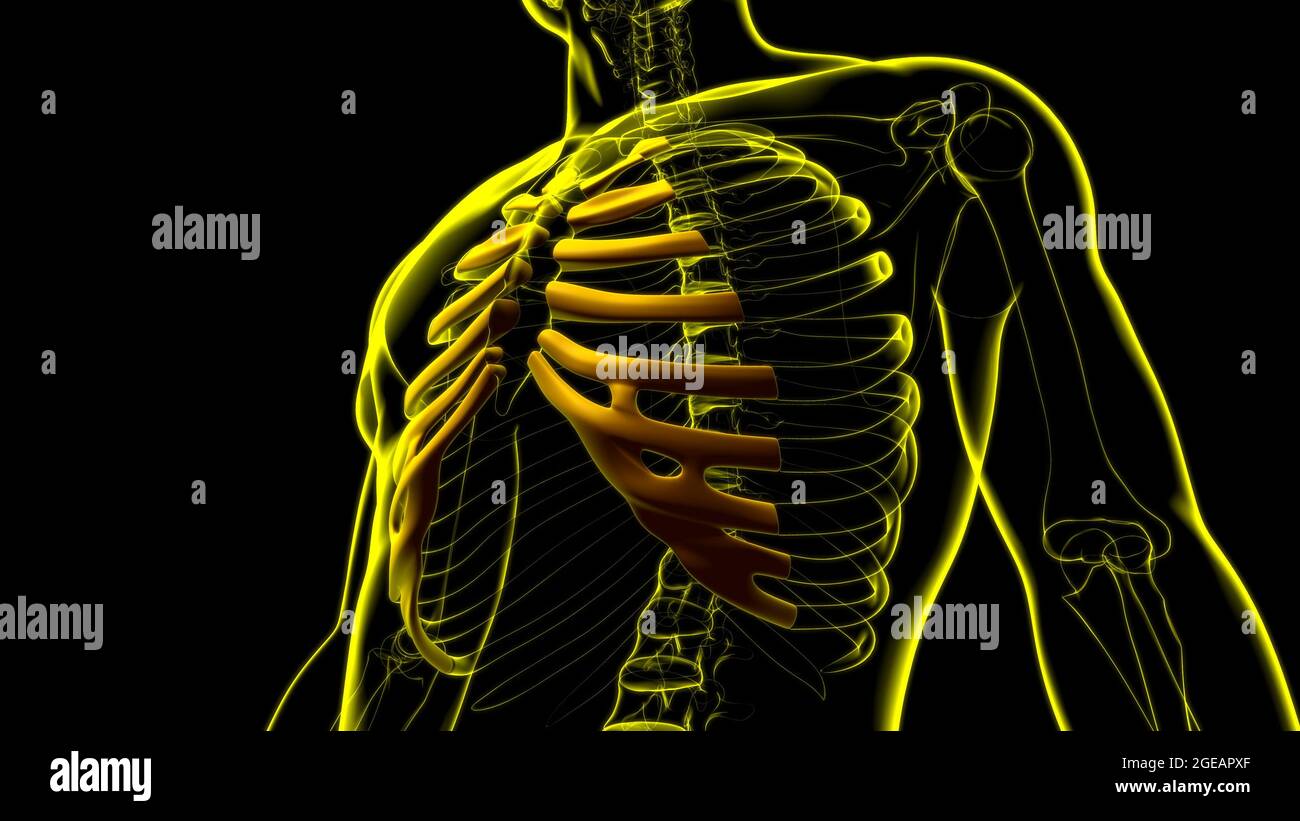 Anatomie du squelette humain cartilage de type Costal 3D Rendering for ...