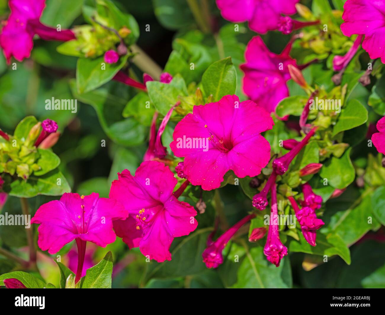 Mirabilis jalapa pink Banque de photographies et d’images à haute ...
