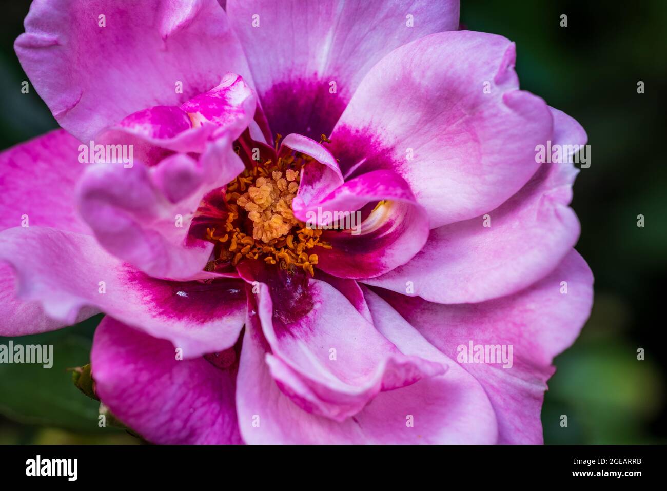 Yeux d'anges Banque de photographies et d’images à haute résolution - Alamy