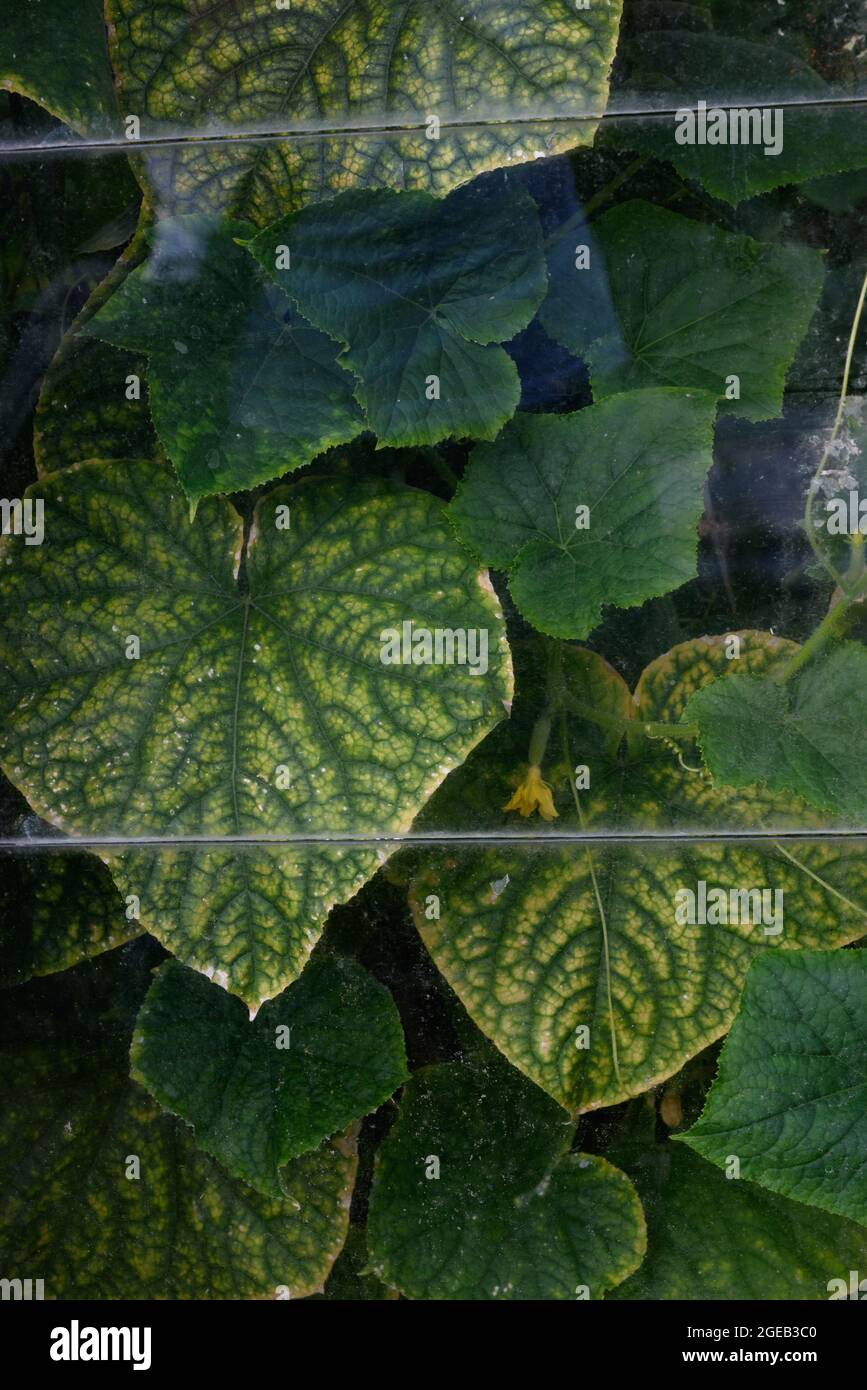 Fleur et feuilles de concombre Banque de photographies et d’images à ...