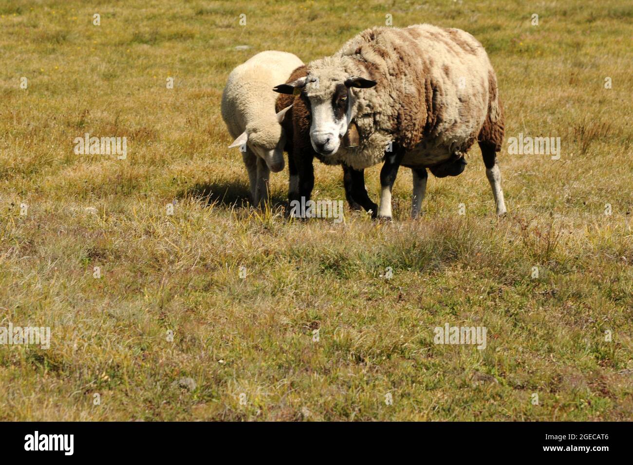 Sentiero delle pecore Banque de photographies et d’images à haute ...