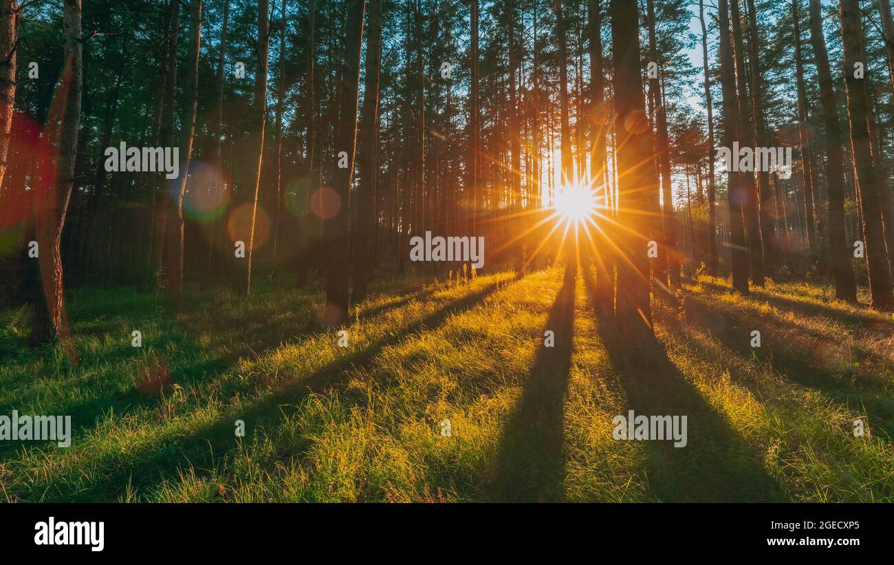 Coucher de soleil lever du soleil soleil soleil soleil dans la forêt de ...