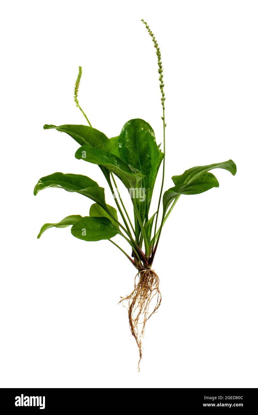 Grand plantain (Plantago Major ou Herbe du soldat) sur fond blanc Photo ...