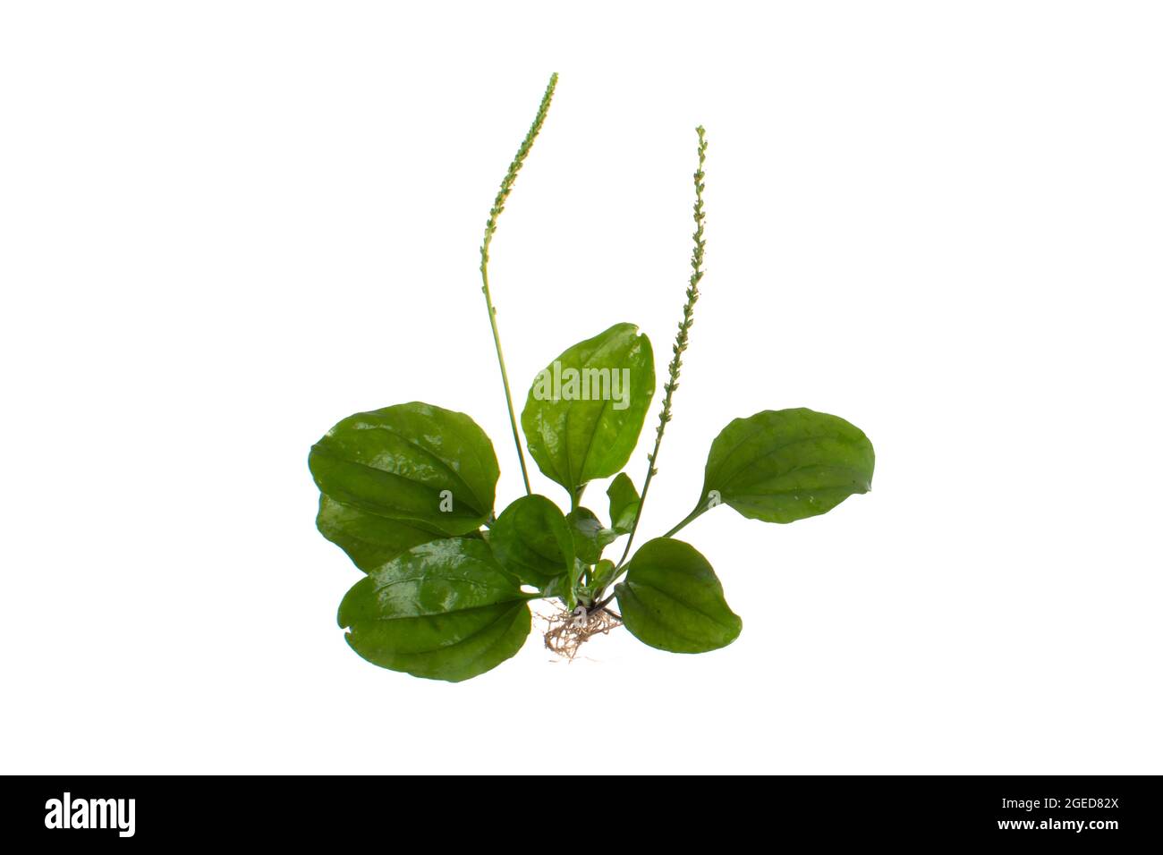 Grand plantain (Plantago Major ou Herbe du soldat) sur fond blanc Photo ...