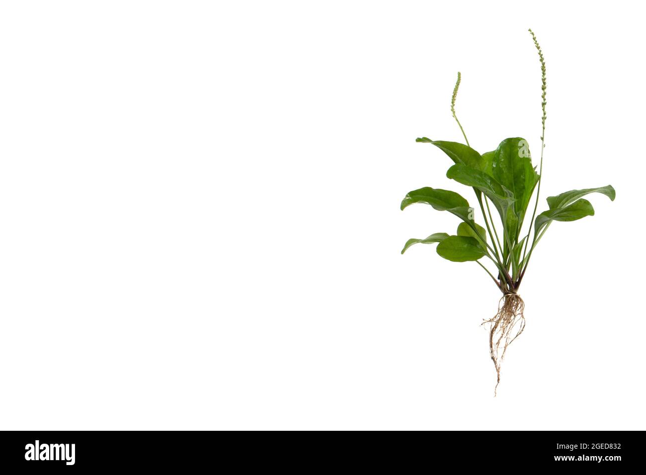 Grand plantain (Plantago Major ou Herbe du soldat) sur fond blanc Photo ...