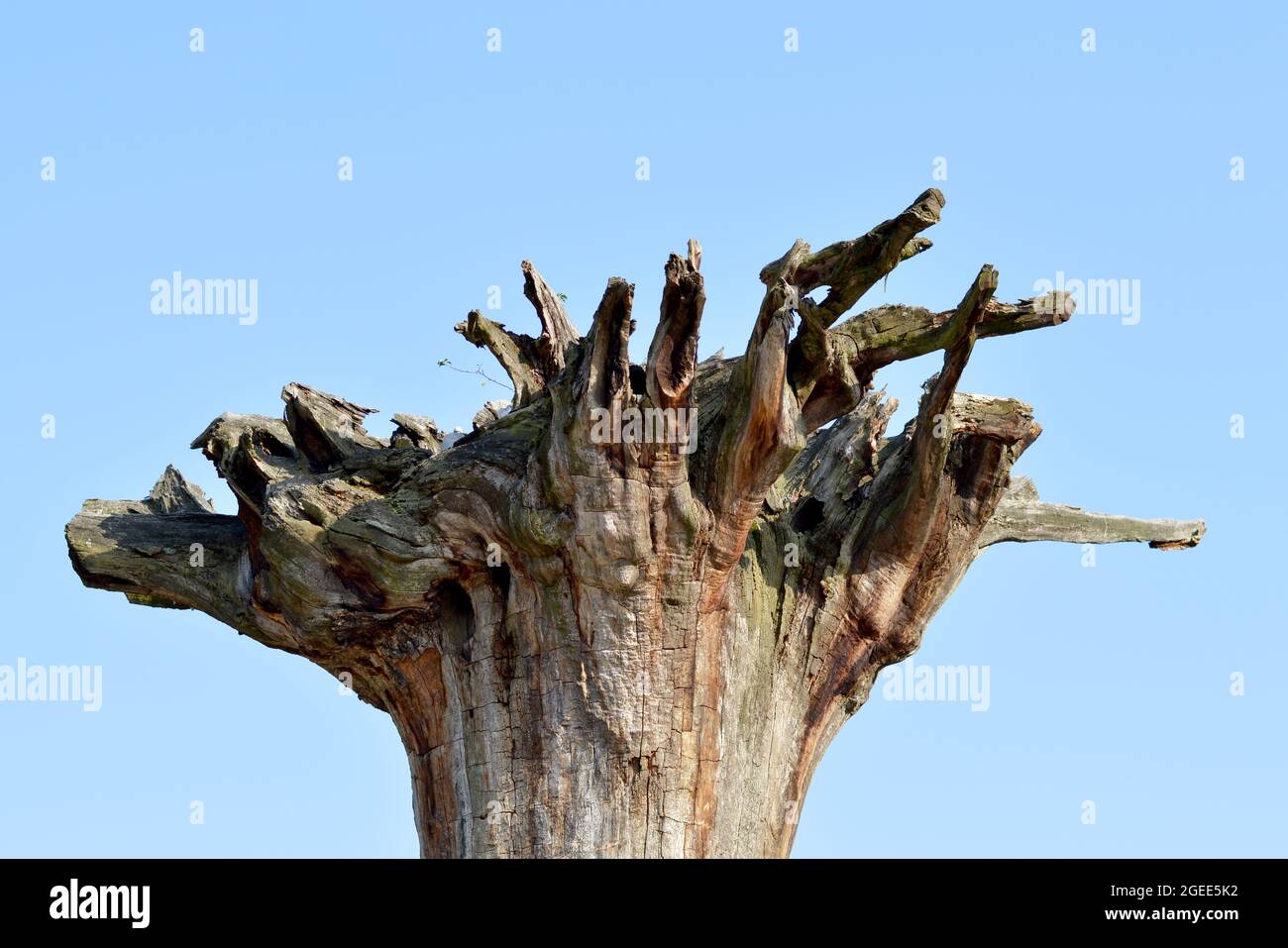 Les racines du ciel Banque de photographies et d’images à haute ...