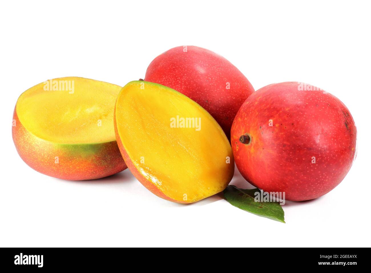 Mango cultivation Banque d'images détourées - Alamy